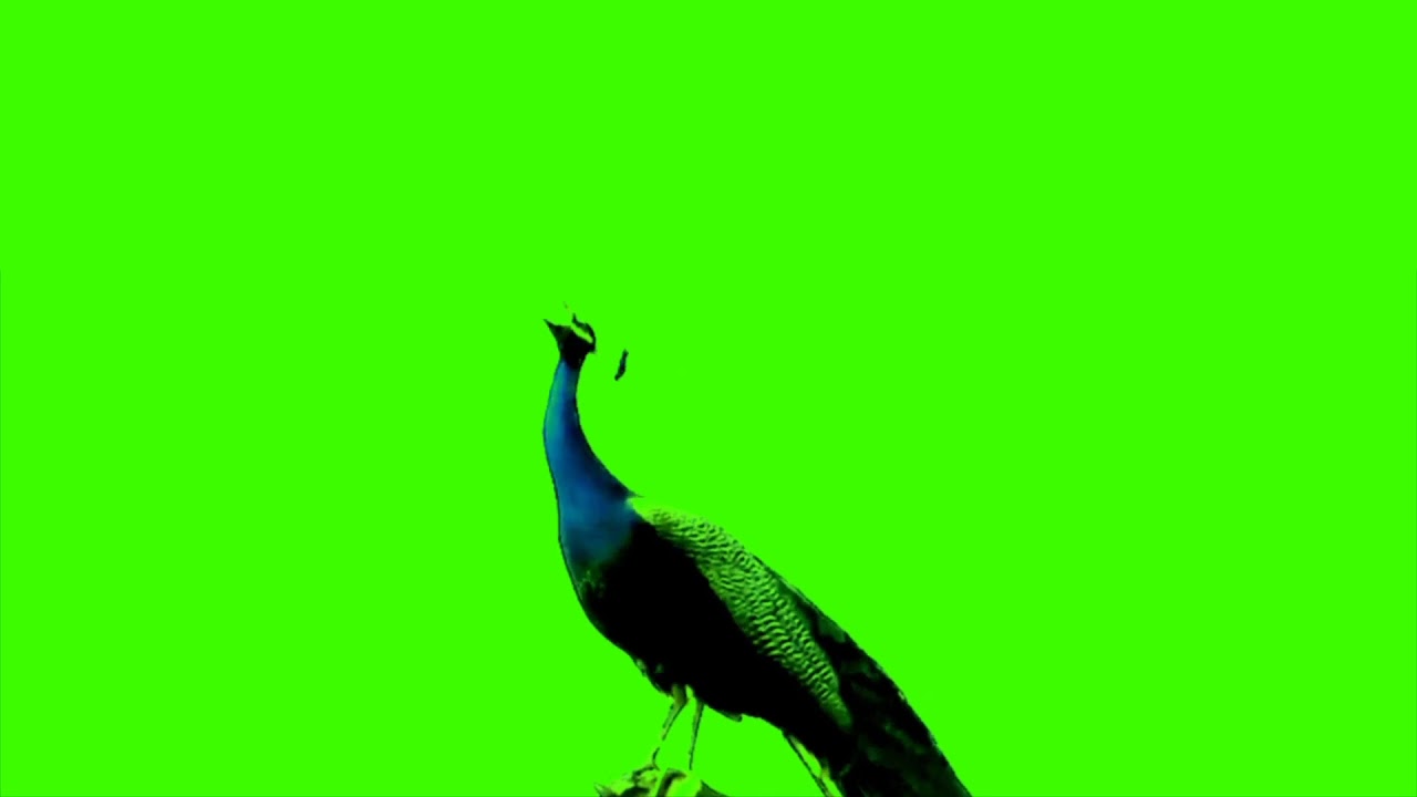 green effect video how to green video effect - YouTube