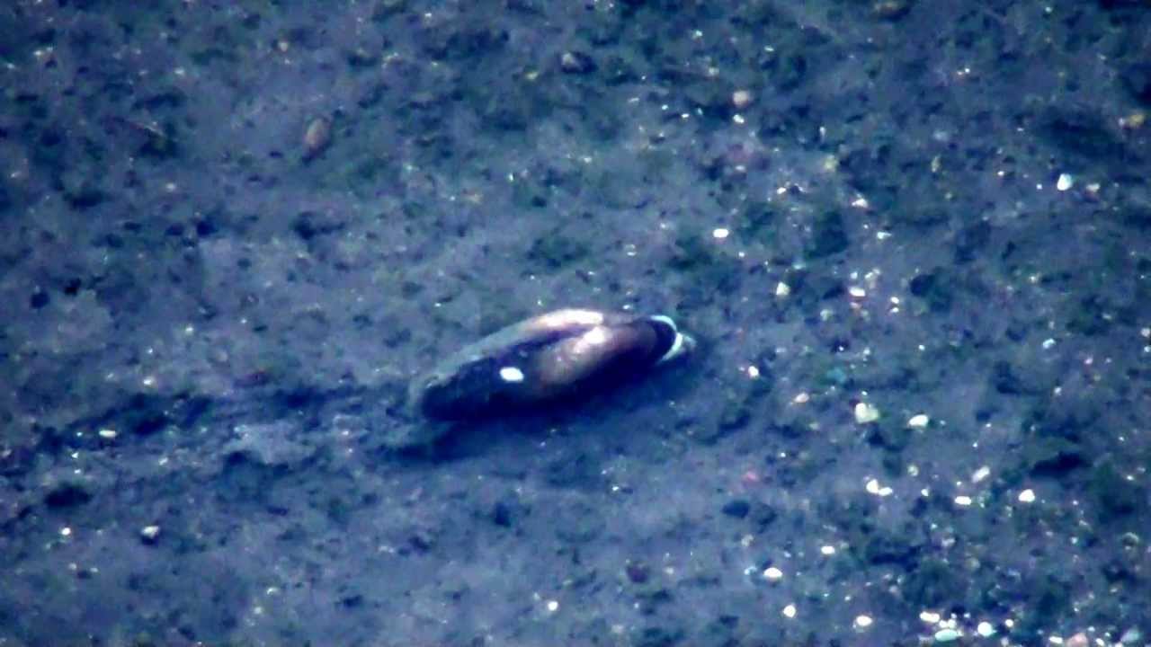 Black Sandshell Mussel (Unionidae: Lignmia recta?) Feeding - YouTube