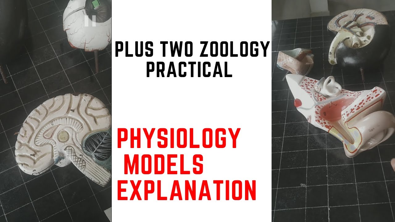 Plus two zoology practical// physiology models // part explanation ...