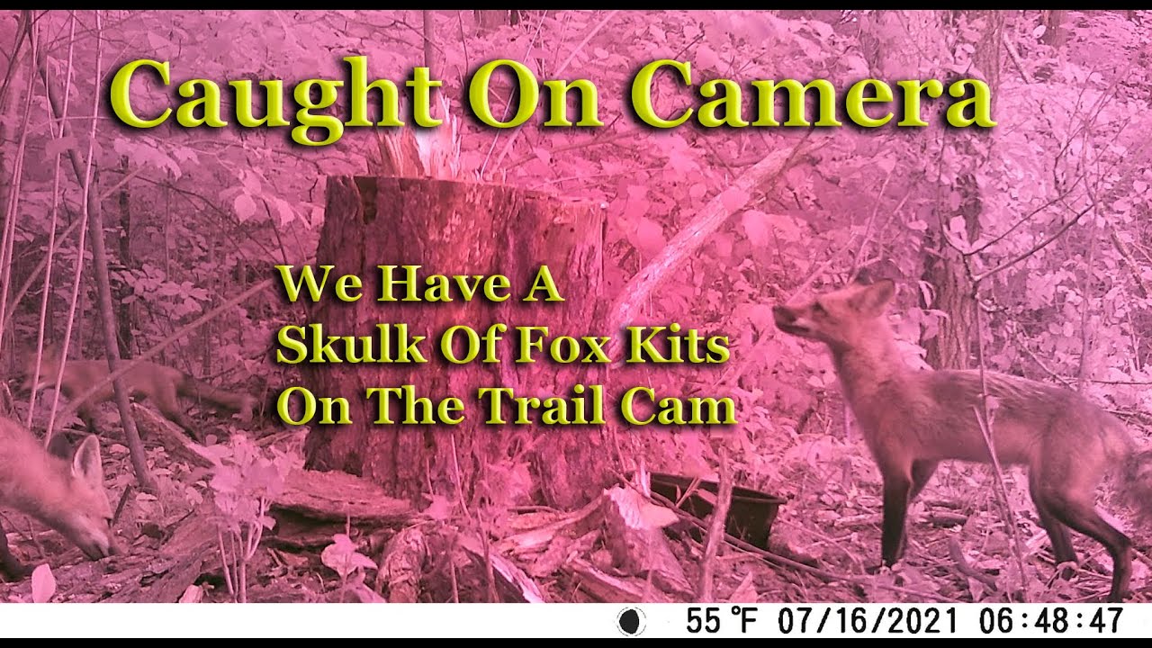 We Have A Skulk Of Fox Kits [Red Fox In My Backyard] - YouTube