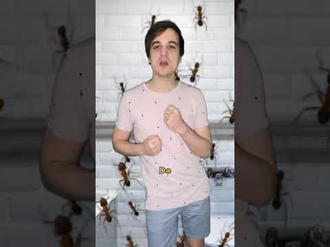 Do You Want To Get Ants Meme Generator