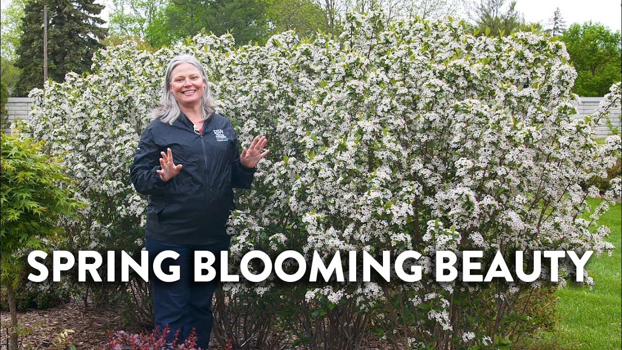 A show-stopping plant perfect for hedges! Low Scape Snowfire® Aronia 🔥 ...