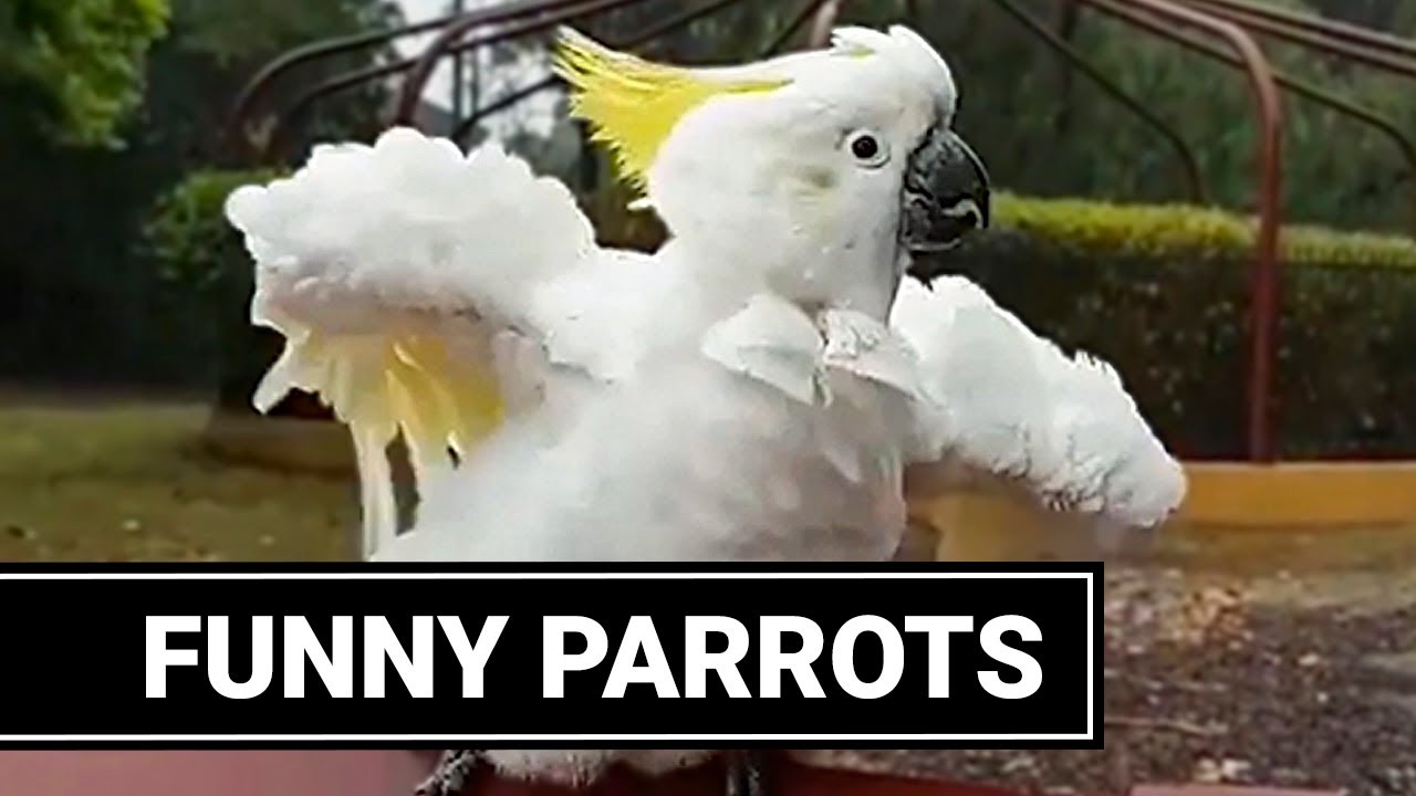 YOU HAVEN'T SEEN ANYTHING LIKE THIS 🦜 FUNNY PARROTS - YouTube