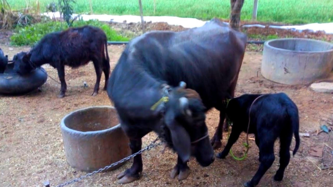 New Murrah Buffalo Video !! New Bhaish Video !! Dairy Farm !! Ashish ...