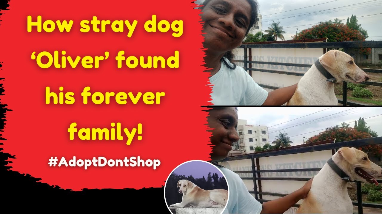 How stray dog ‘Oliver’ found his forever family! - YouTube