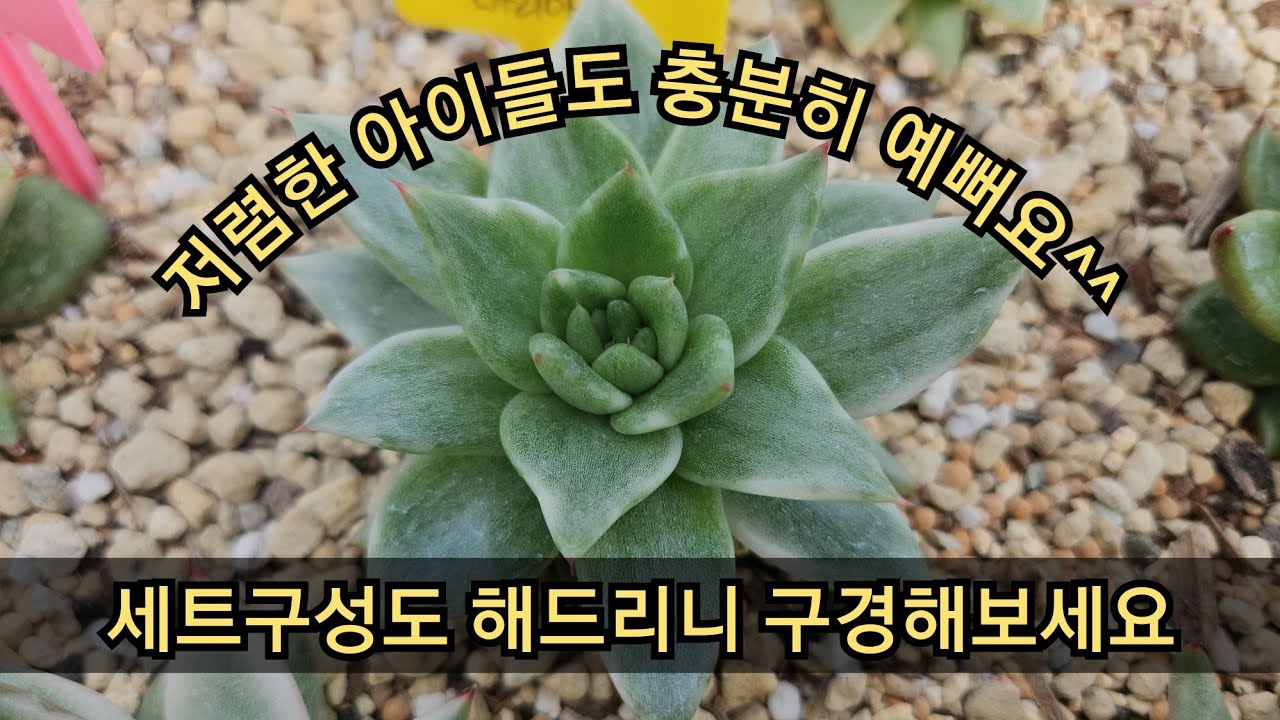 3월 14일 예쁘고 저렴한 아이들과 세트도 있어요 구경해보세요 다육식물 다육 다육이금 다육이키우기 다육이 금다육