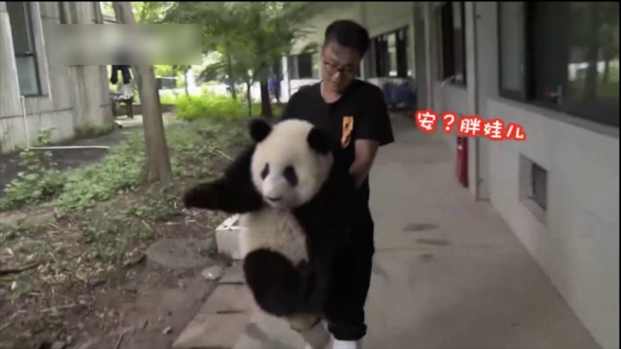 chubby baby panda/胖娃儿胖嘟嘟 - YouTube
