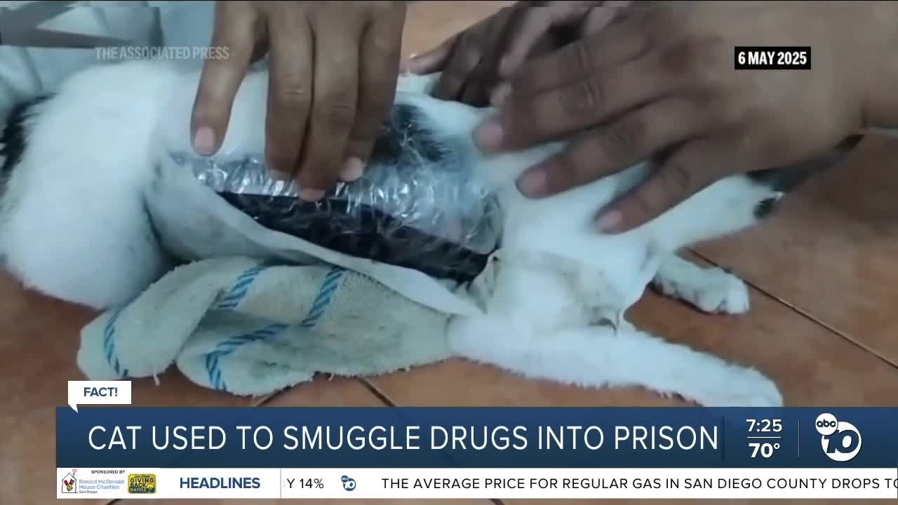 FACT OR FICTION: Cat used to smuggle drugs into prison? - YouTube