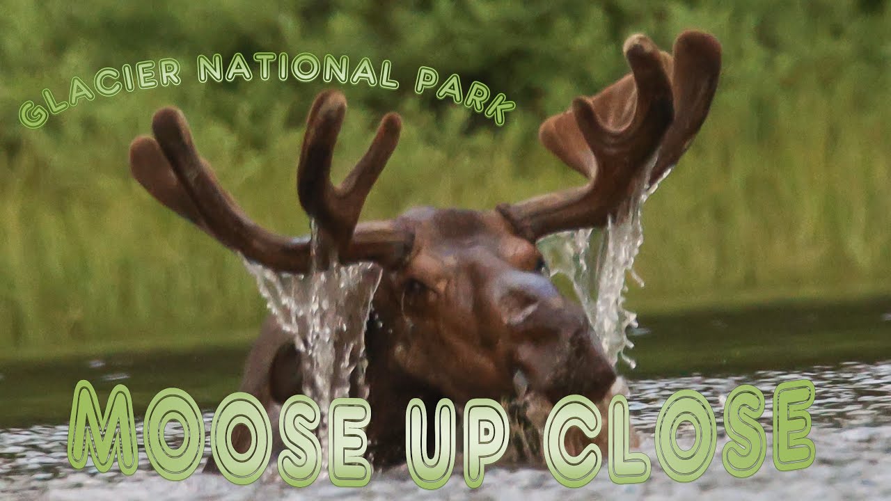 moose - YouTube