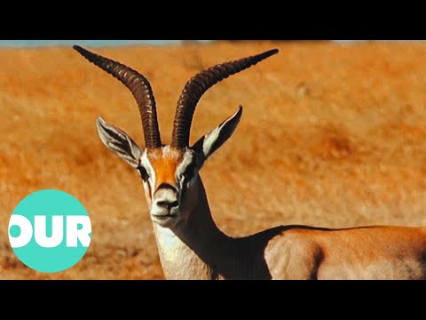 The 5 Best Documentaries About Antelopes - DocumentaryTube