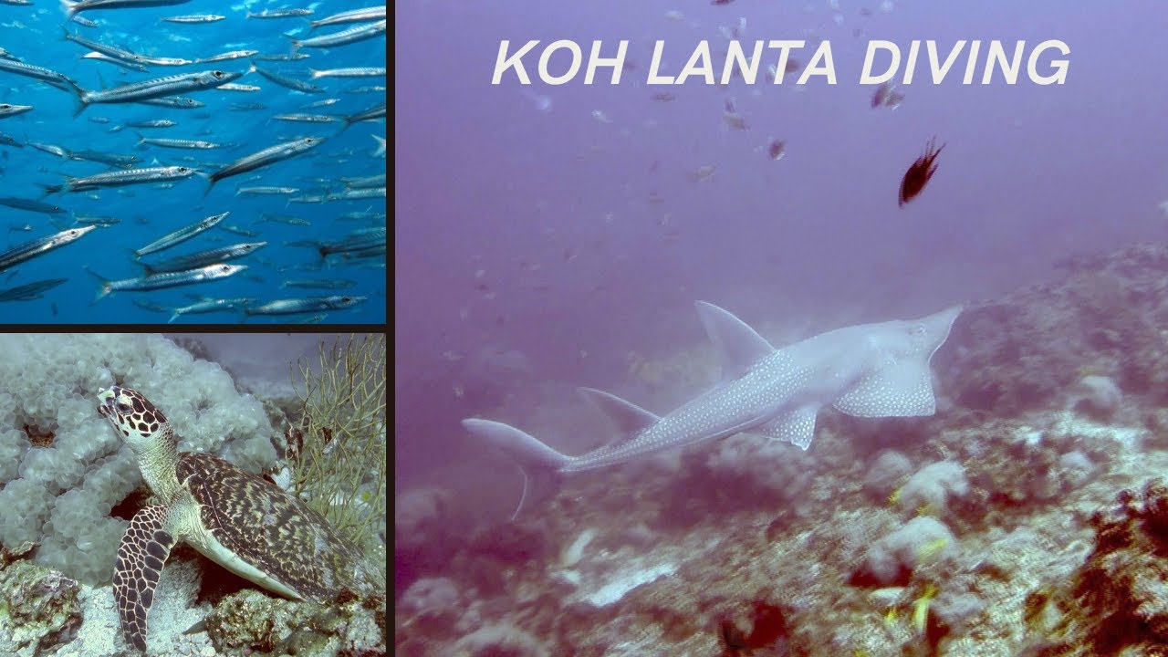 Koh Lanta Diving - YouTube