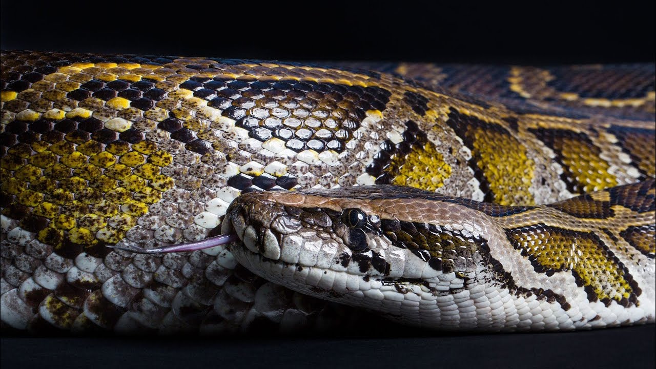 Myth about Nzunza🧜‍♀️ - YouTube