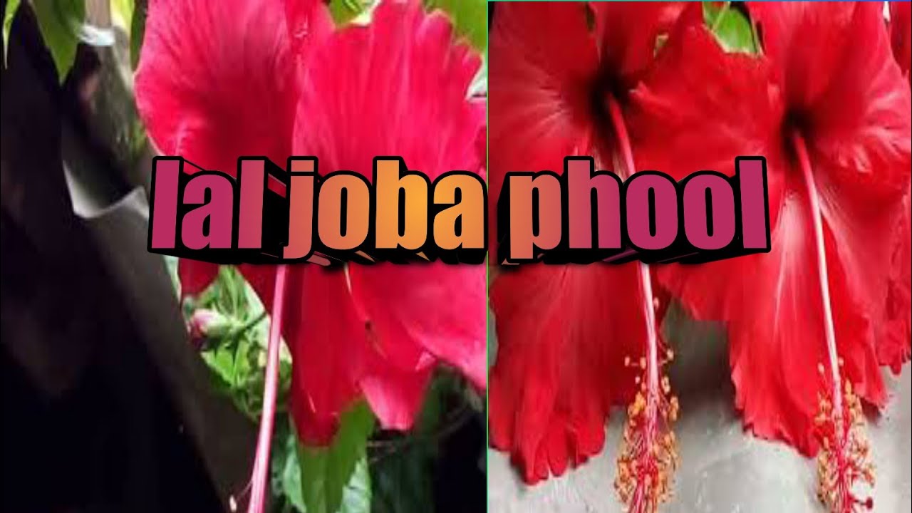 lal joba phool #vlogs - YouTube