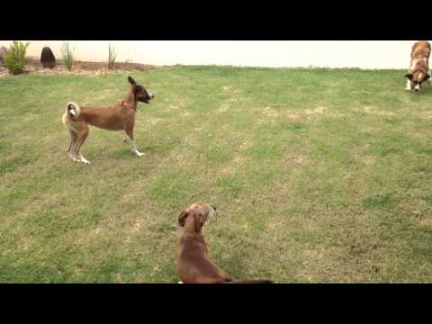 Cachorros brincando no jardim - Big - Laika - Neymar
