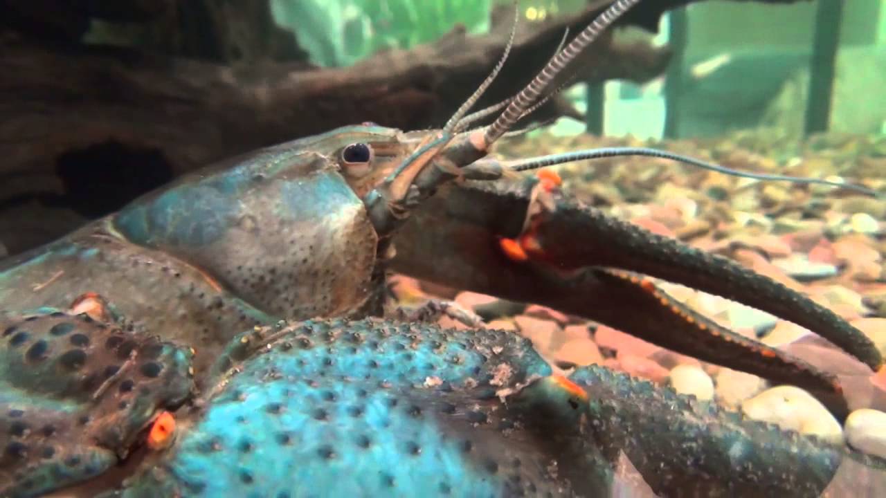 Edelkrebs Astacus astacus Flußkrebs - YouTube