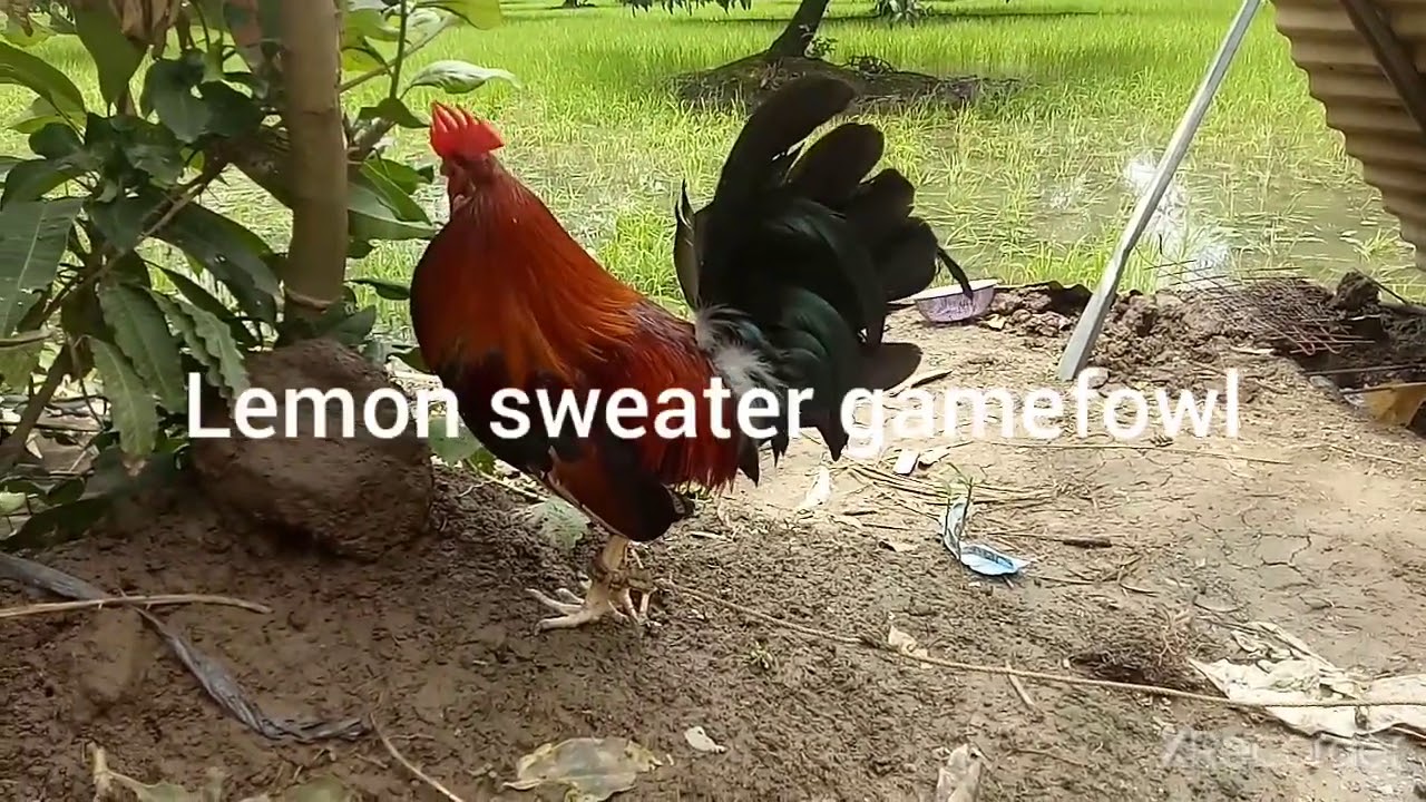 Lemon sweater gamefowl - YouTube