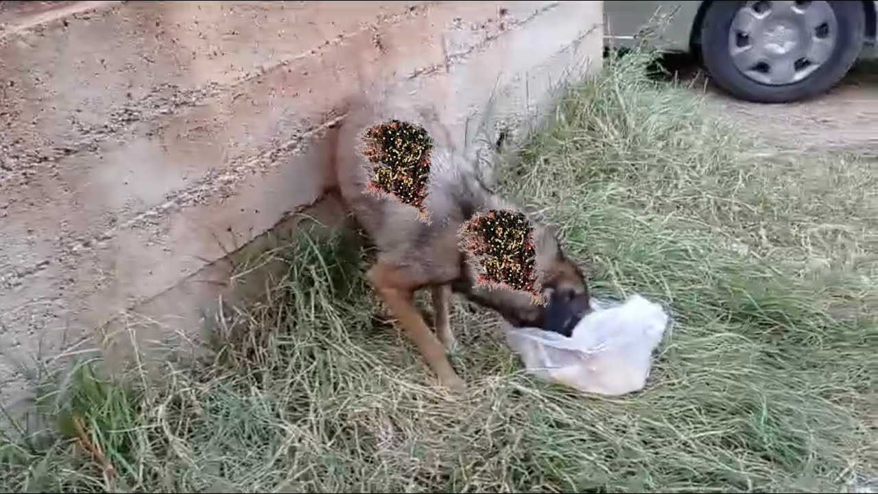 Removing Monster Mango worms From Helpless Dog! Animal Rescue Video ...