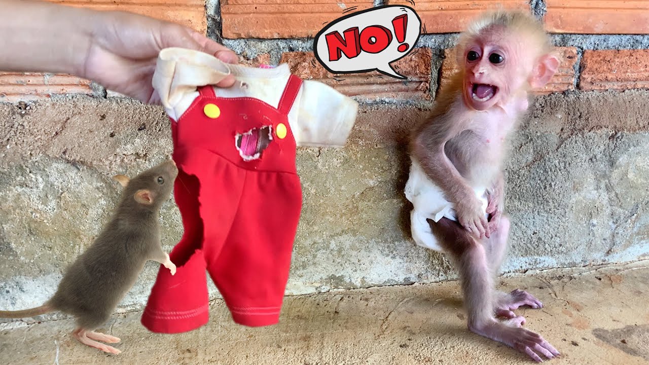 Super funny and cute! How did clever baby monkey Moon protect her clothes from mice? - YouTube