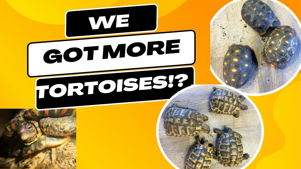 I Got MORE Tortoises - YouTube