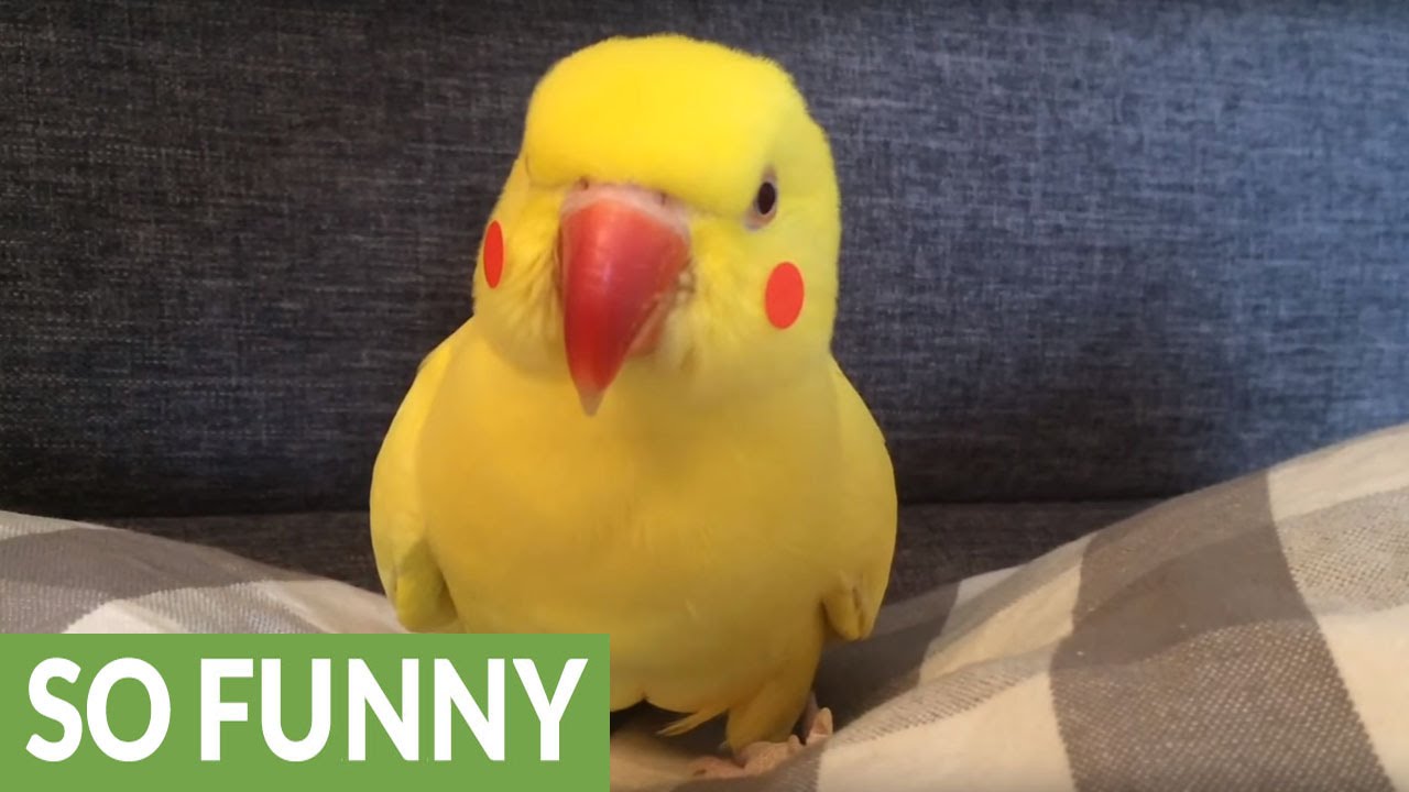 Parrot loves Pokemon Go, dresses up as Pikachu - YouTube