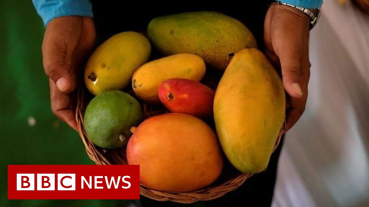 The mango so popular it has to be auctioned - BBC News - YouTube