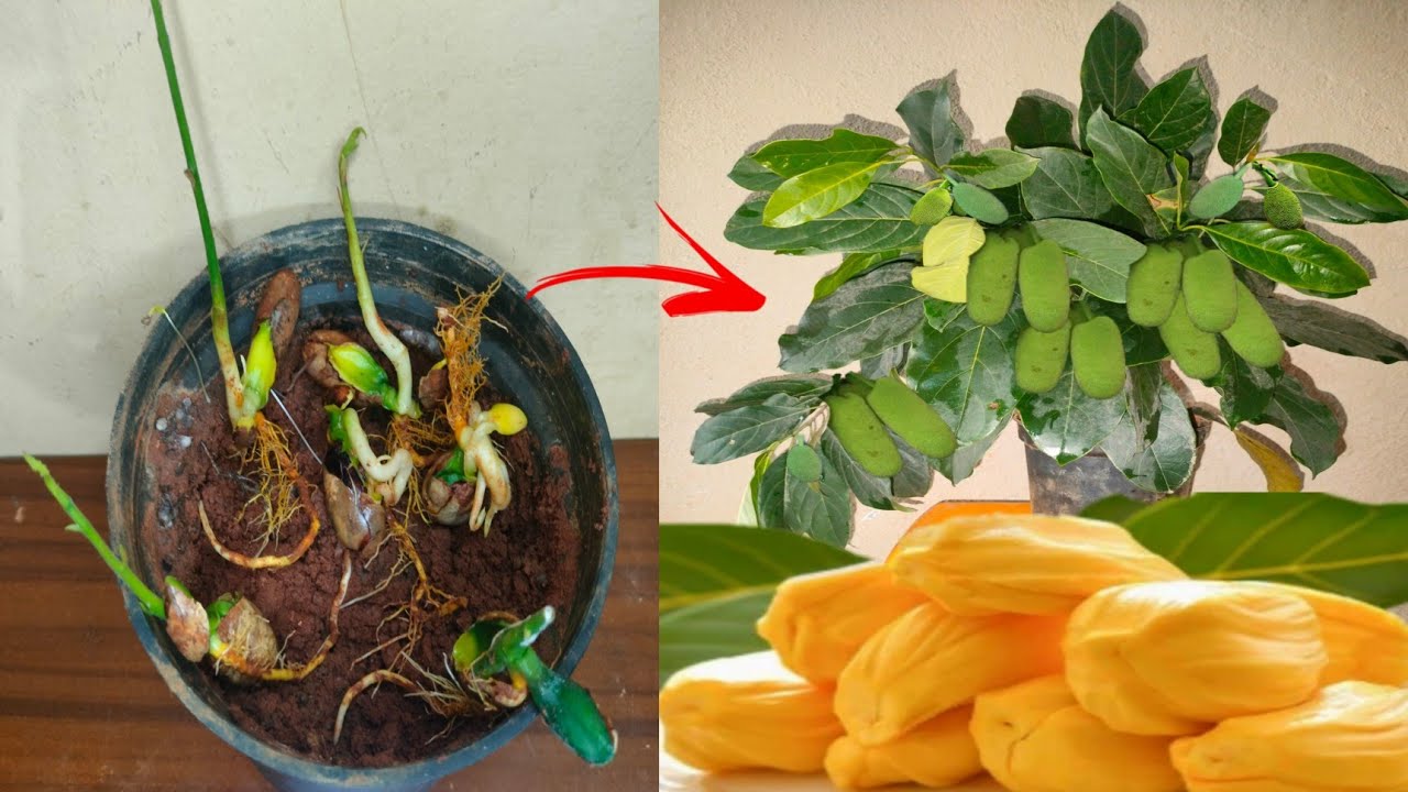 how Fast growing jackfruit plants in pot jackfruit fruits seeds 100% ...