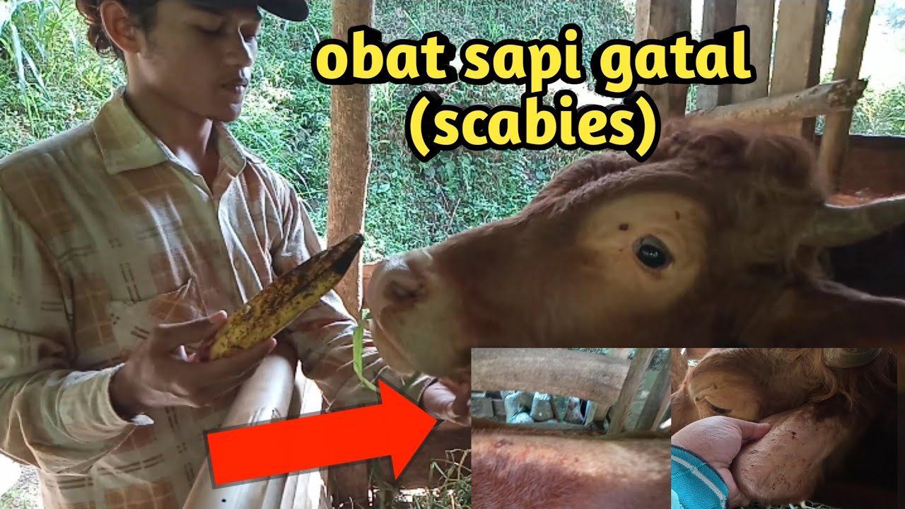 obat gatal gatal (scabies) pada sapi‼️ terbukti ampuh - YouTube