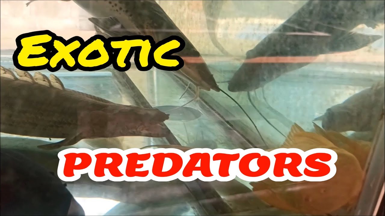 Exotic Predators - YouTube