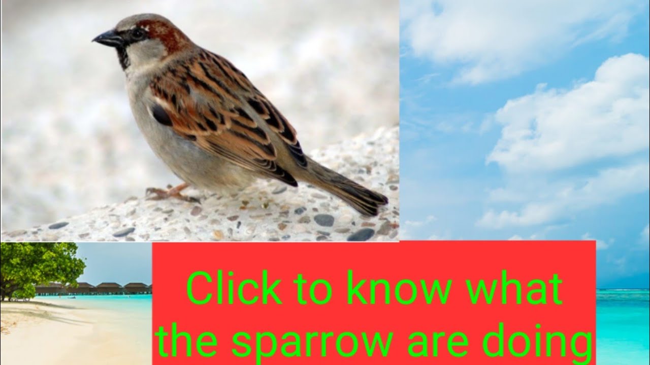 How a sparrow dig a hole - YouTube