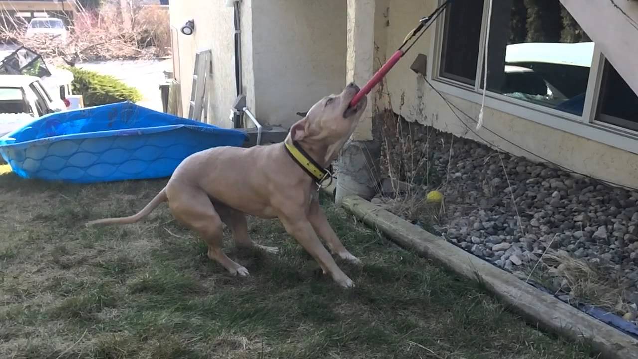 Pit Bull Spring Pole - YouTube