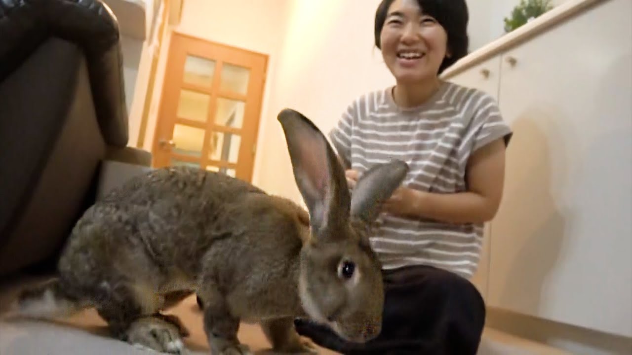 Baby Flemish Giant Rabbit’s First Day Exploring the Living Room ...