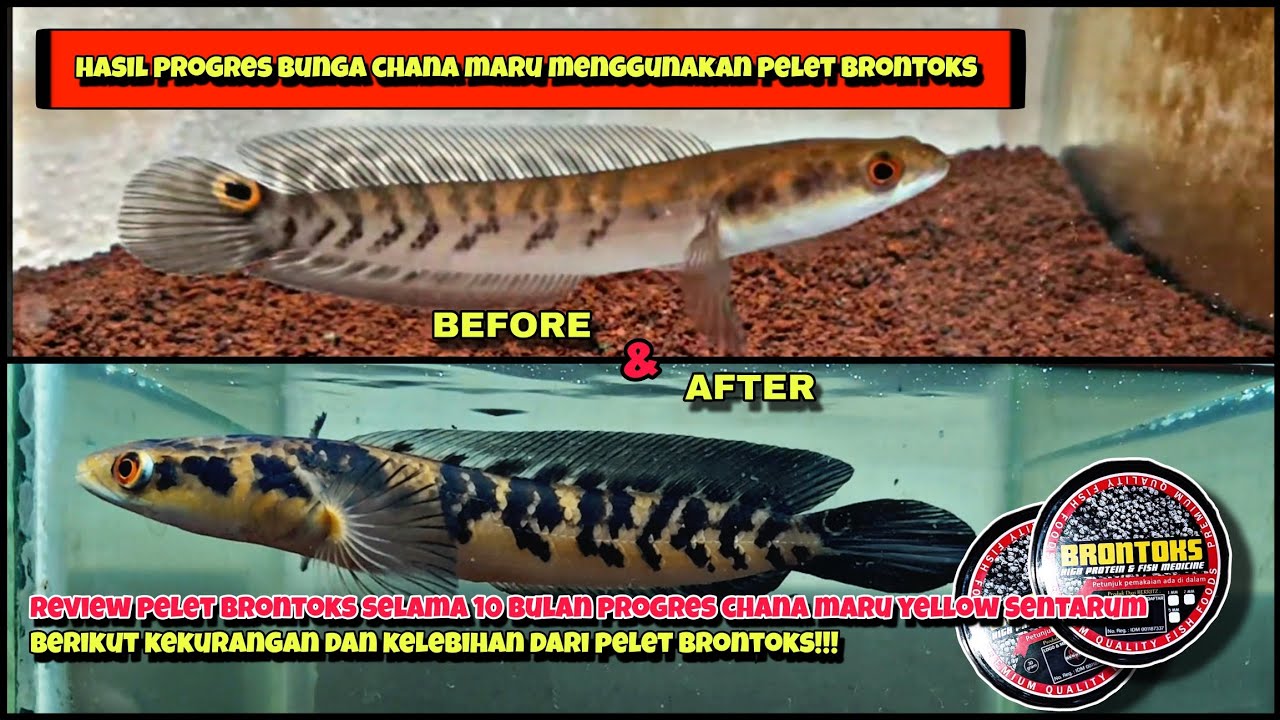 HASIL PROGRES BUNGA CHANA MARU YS MENGGUNAKAN PELET BRONTOKS‼️BERIKUT ...