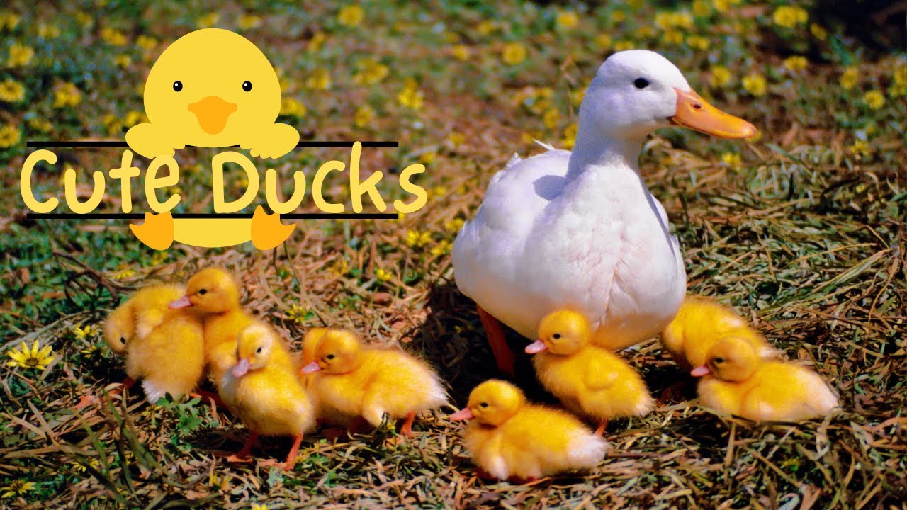 Adorable Ducks: The Cutest Compilation Ever! - YouTube