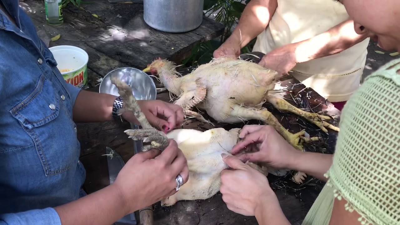 Video tutorial de como pelar o desplumar un pollo o una gallina para ...
