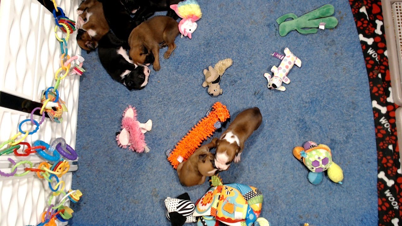 WATCH the Litters of PENNY'S BOXER PUPPIES Live! - YouTube