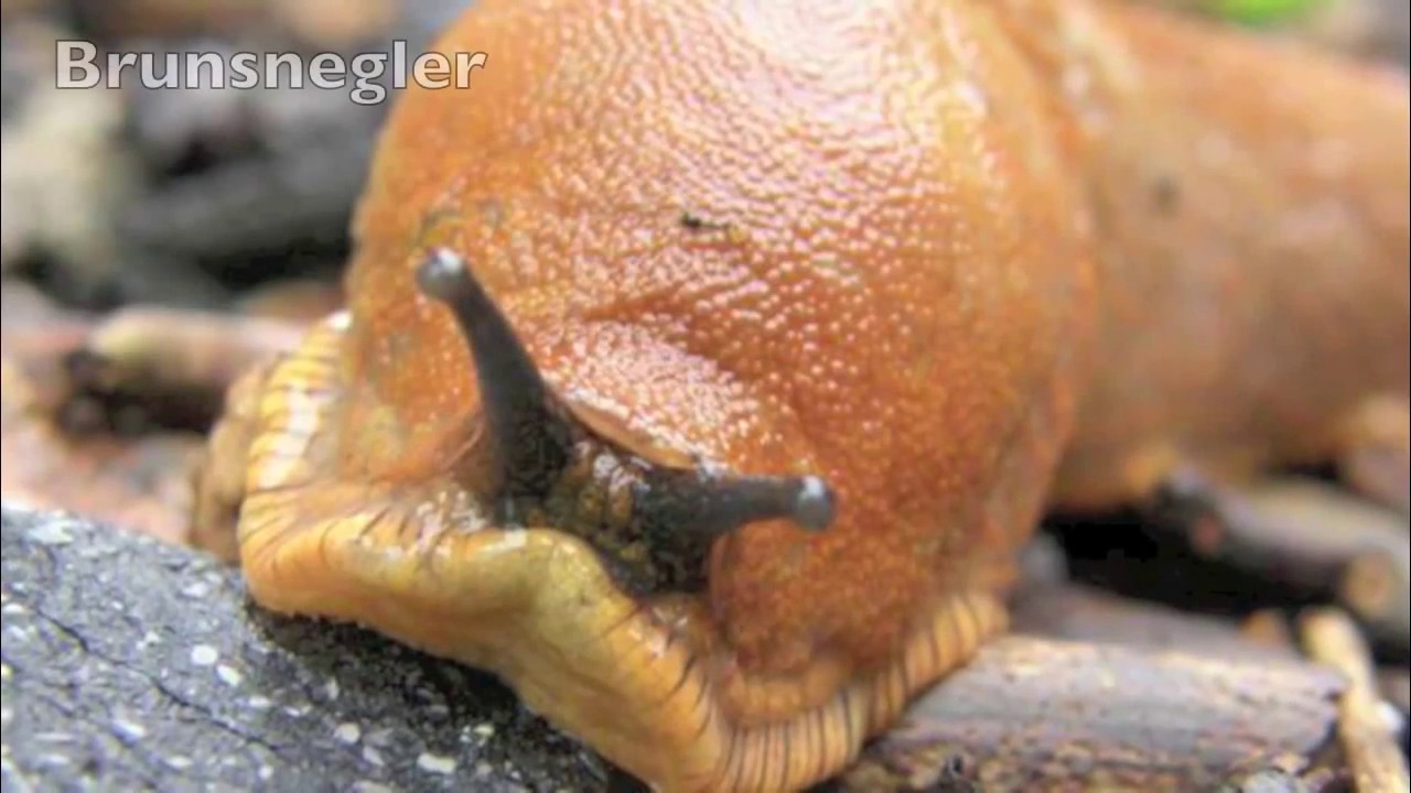 DIY Snail Trap - PDF in description! - YouTube