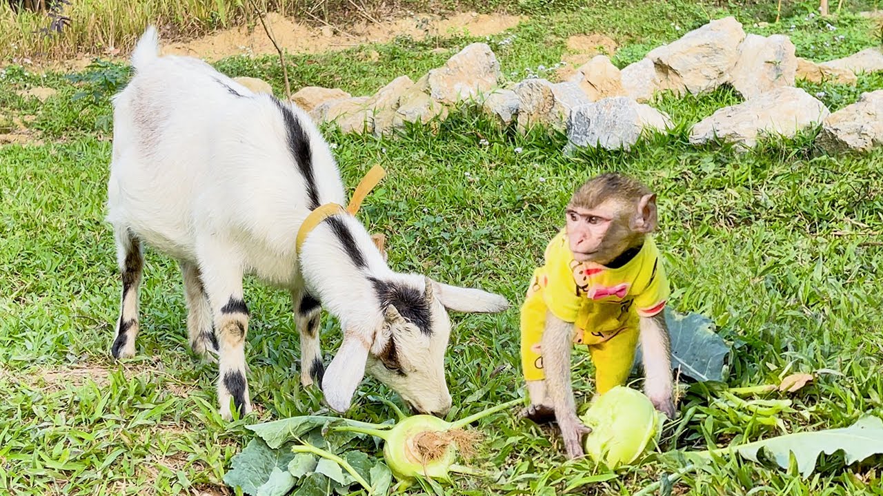 Smart MiMi! Saves the Starving Baby Goat in the Most Special Way - YouTube