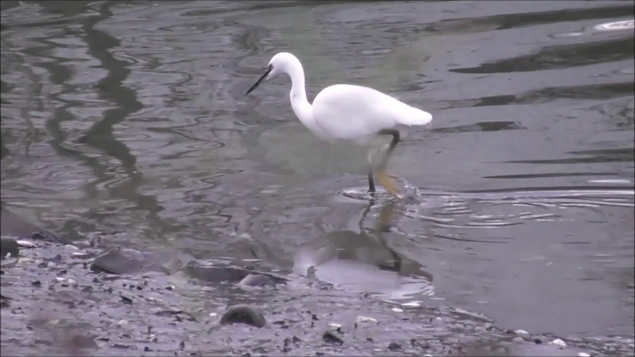 Egret on the Connswater River Victoria Pk Belfast - YouTube