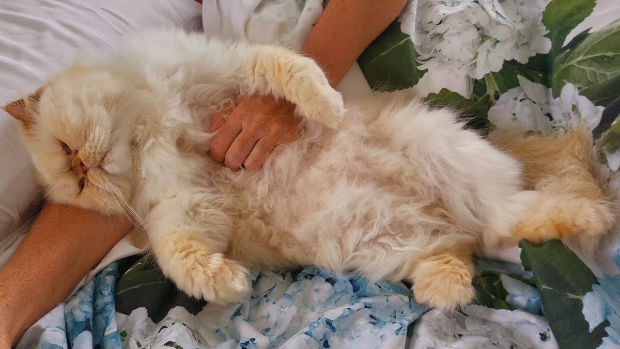 Fat Boy loves snuggles with Mummy! - YouTube
