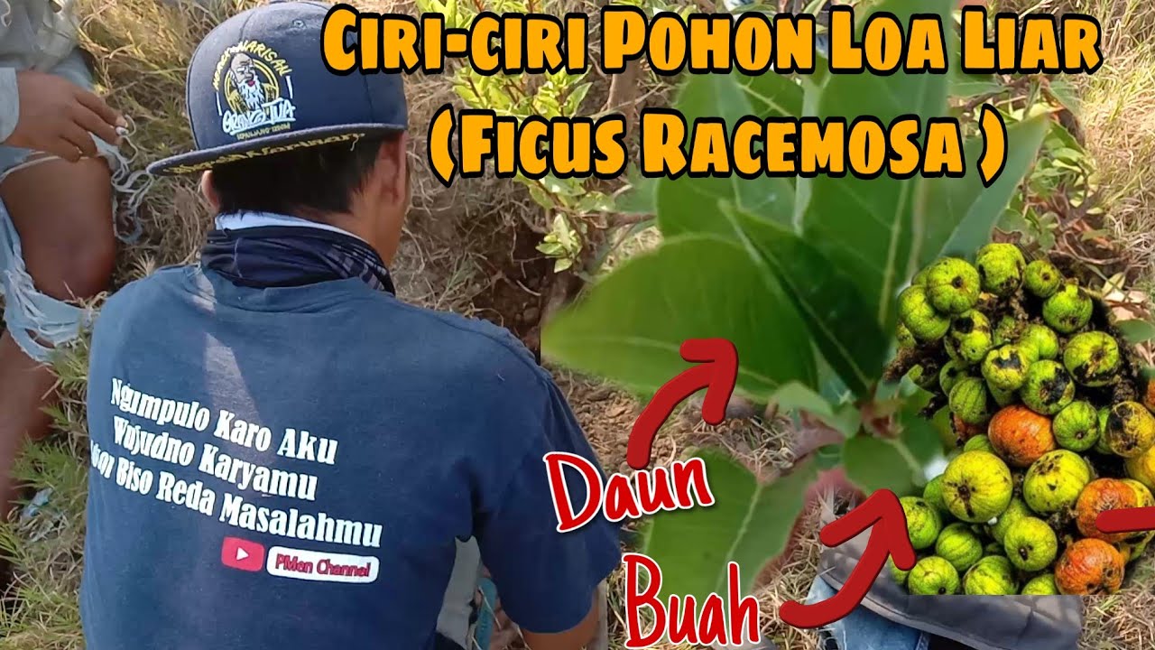 Mengenal Pohon loa ( Ficus Racemosa ) - YouTube