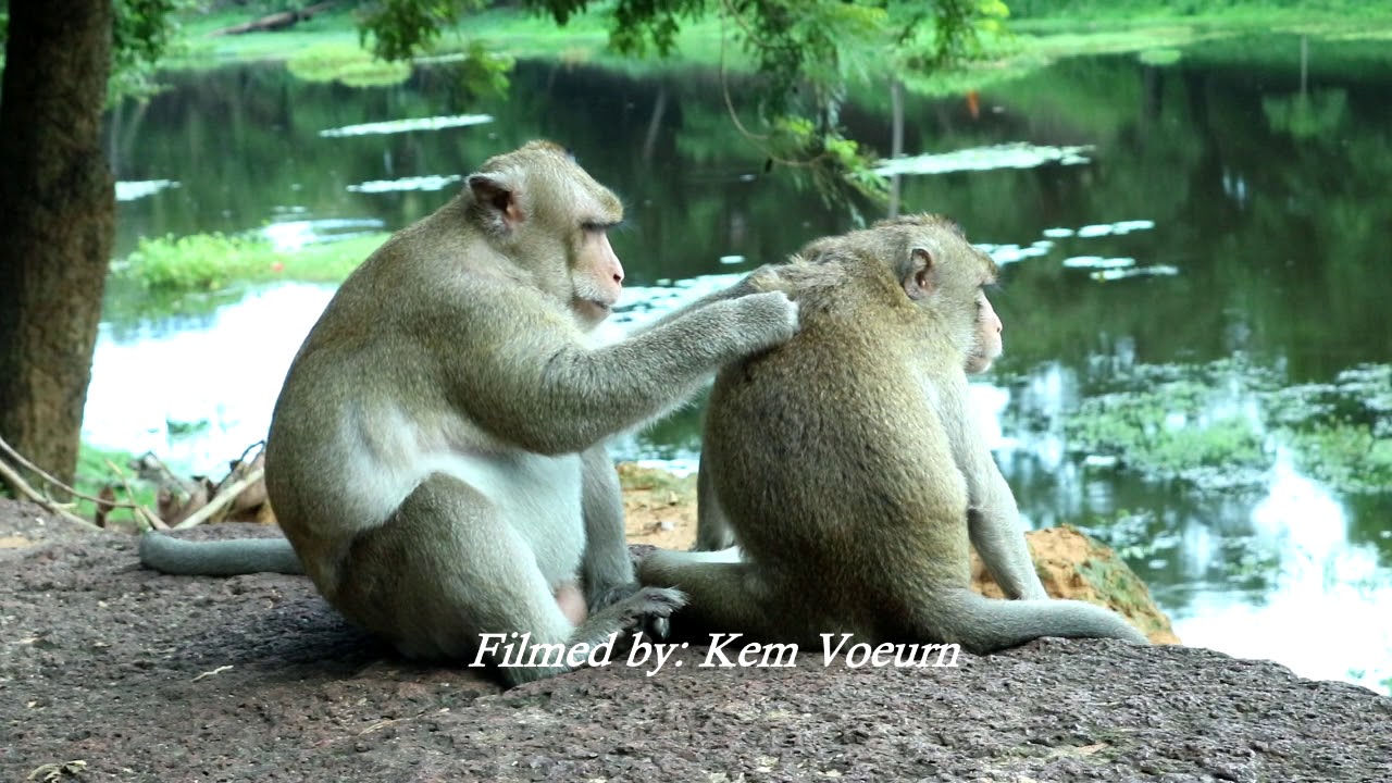 MONKEY 210 two monkeys are near water pond - YouTube