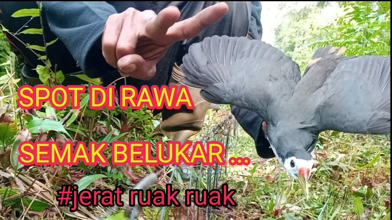 Spot di rawa semak belukar #jerat ruak ruak #bird trap - YouTube
