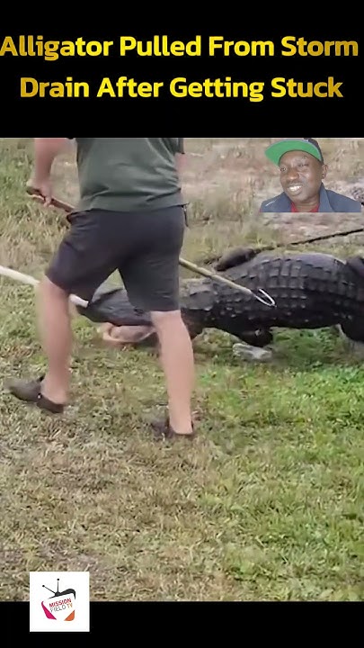Don't Get Stuck Like This Alligator Pulled From Storm Drain! - YouTube