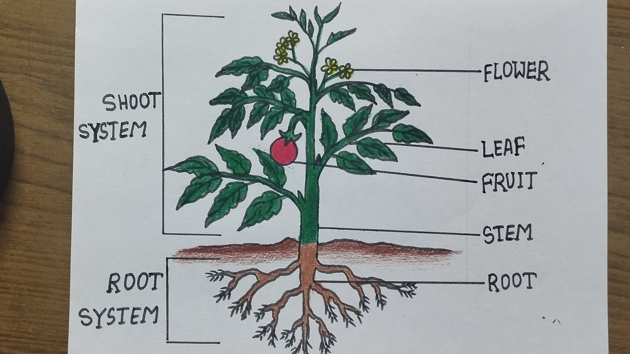 How to draw the parts of plant 🌱{Science diagram for school project ...