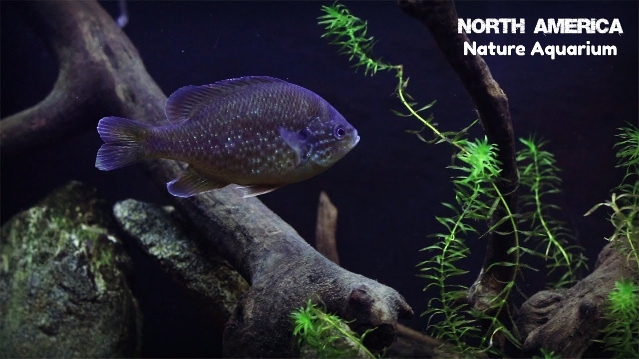 My 55 Gallon Native Aquarium - YouTube