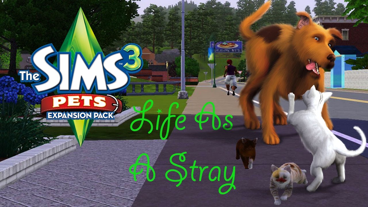 Morning Life as a Stray Ep. 1 Sims 3 Pets - YouTube