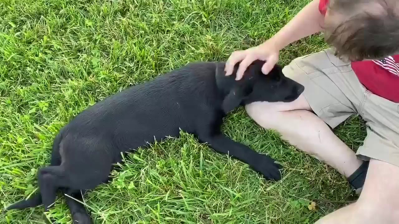 Goose the Black Lab mix loves to give kisses - YouTube