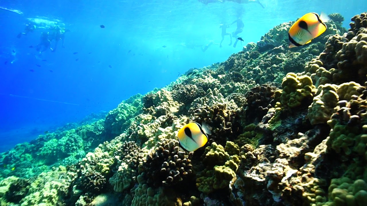 Snorkel and See Tropical Fish at Molokini Crater - YouTube