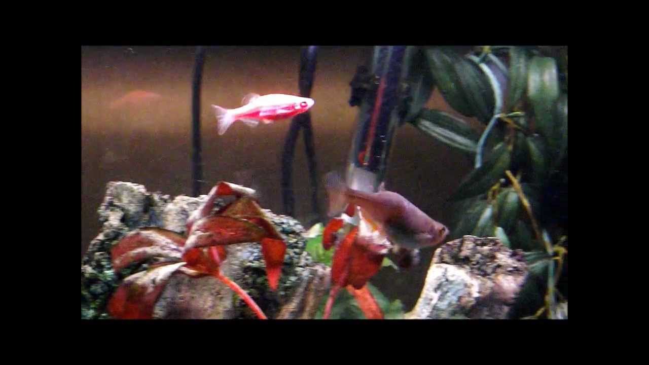 PEARL DANIO - BRACHYDANIO ALBOLINEATUS - YouTube