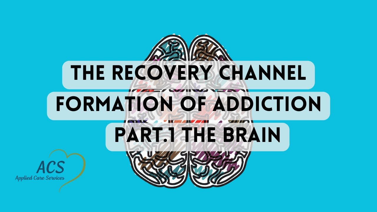 Formation of Addiction Part. 1 The Brain | The Recovery Channel ...